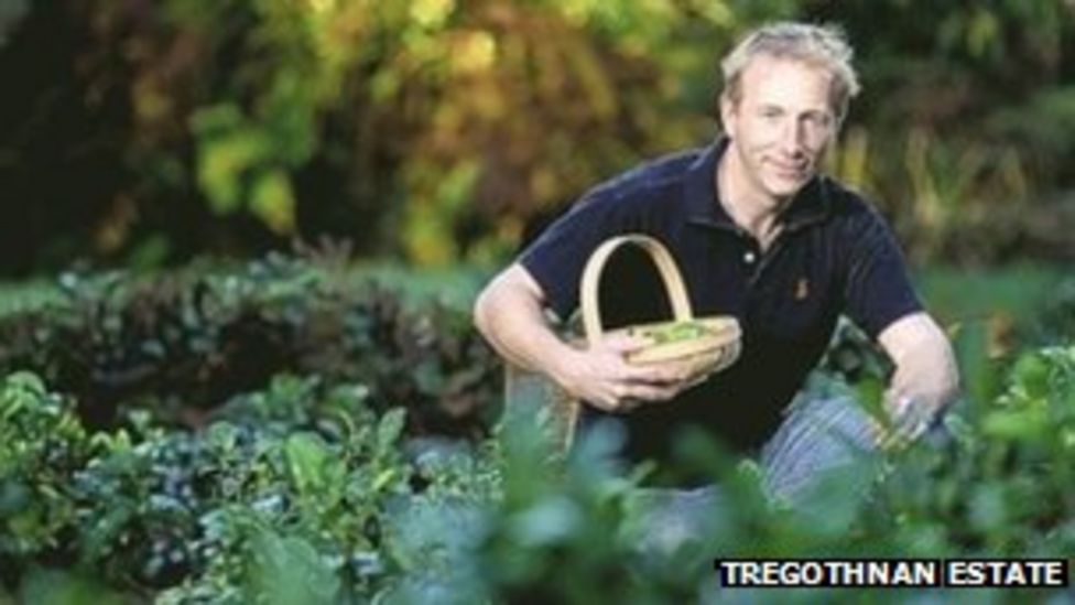 Tregothnan Estate tea harvest 'boosted' by rain - BBC News