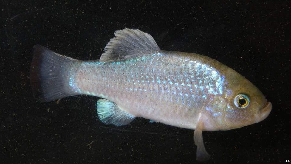 Pictures: UK zoos save species from extinction - BBC Newsround