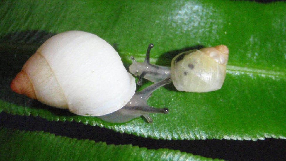 Pictures: UK zoos save species from extinction - BBC Newsround