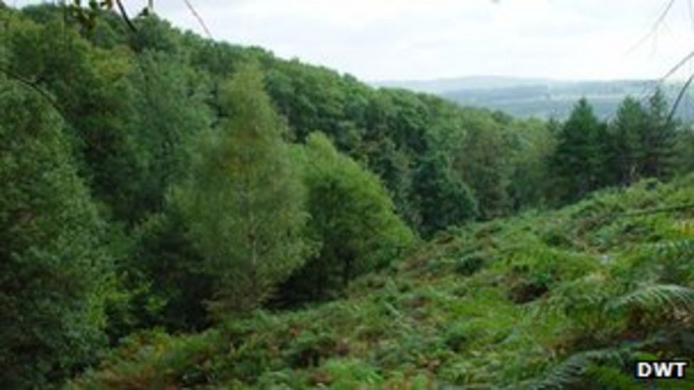 Ancient woodland in County Durham to be revived - BBC News