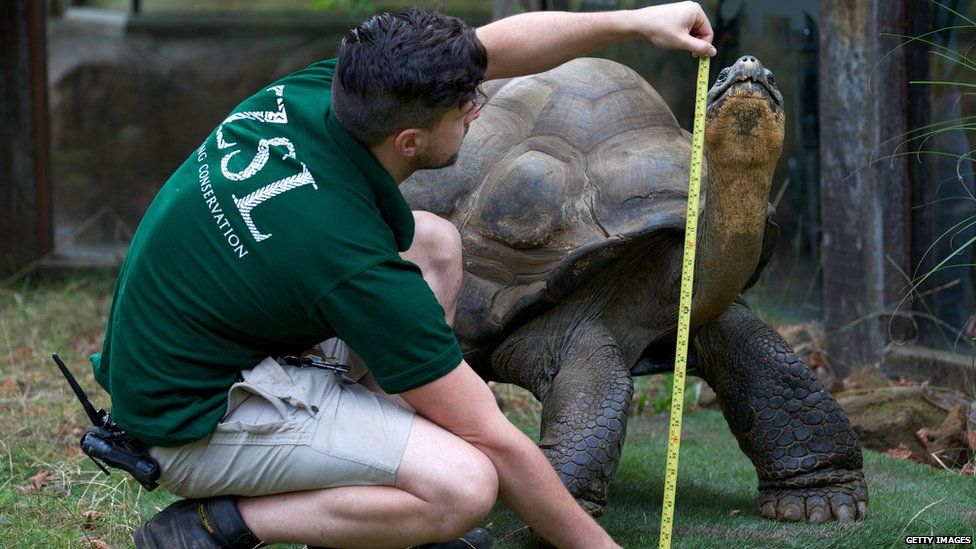 Pictures: Annual animal weigh-in at Zoo - BBC Newsround