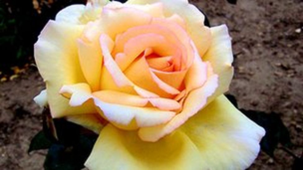 Bbc Gardener Geoffrey Smith Has Rose Named After Him Bbc News