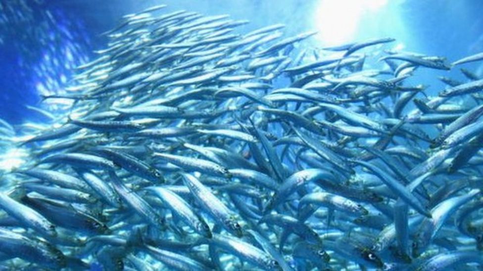 Video gaming fish help science - BBC Newsround