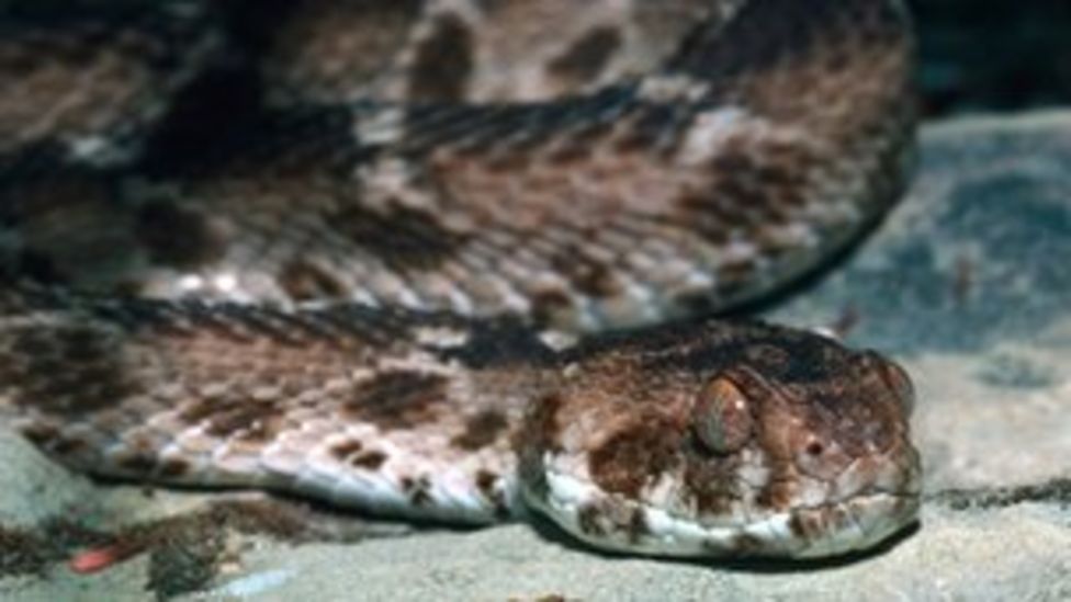 Deadly saw-scaled viper found in Essex - BBC News