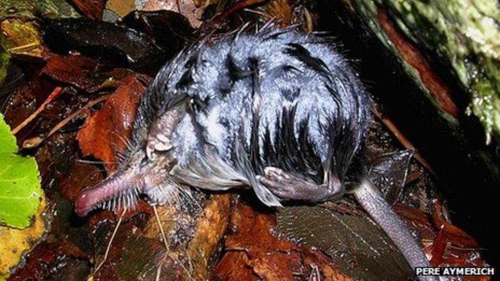 Pyrenean desman: On the trail of Europe's weirdest beast - BBC News