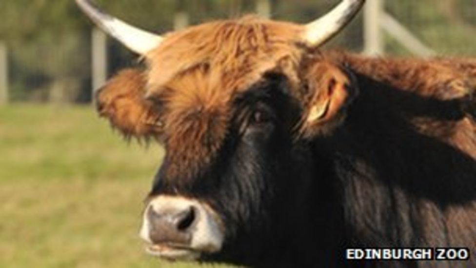 Bull escapes from Edinburgh Zoo enclosure - BBC News