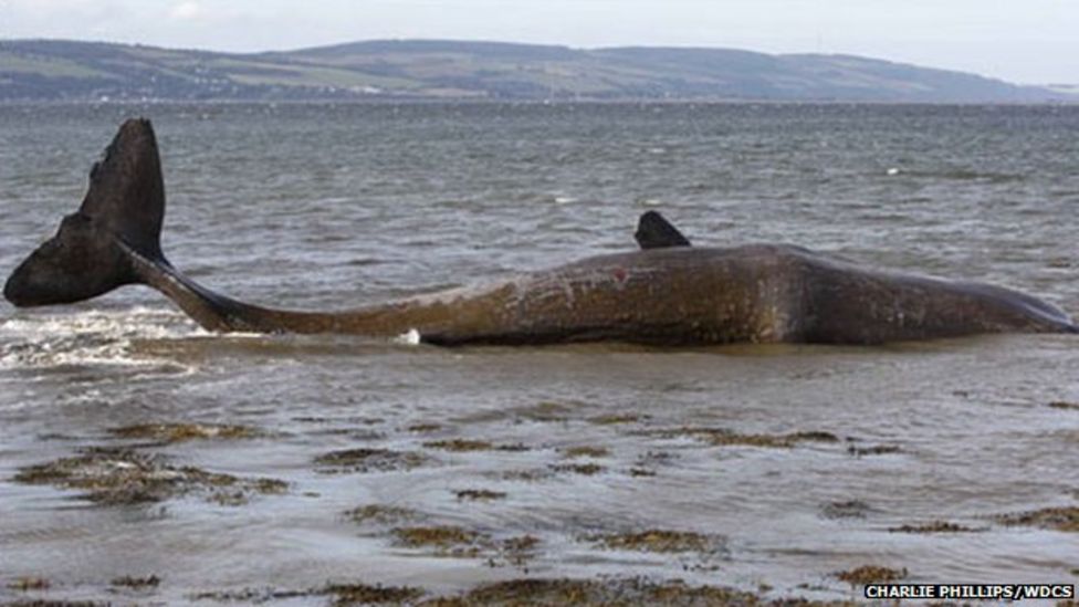 Deep-sea 'graveyard' reveals fate of dead ocean giants - BBC News