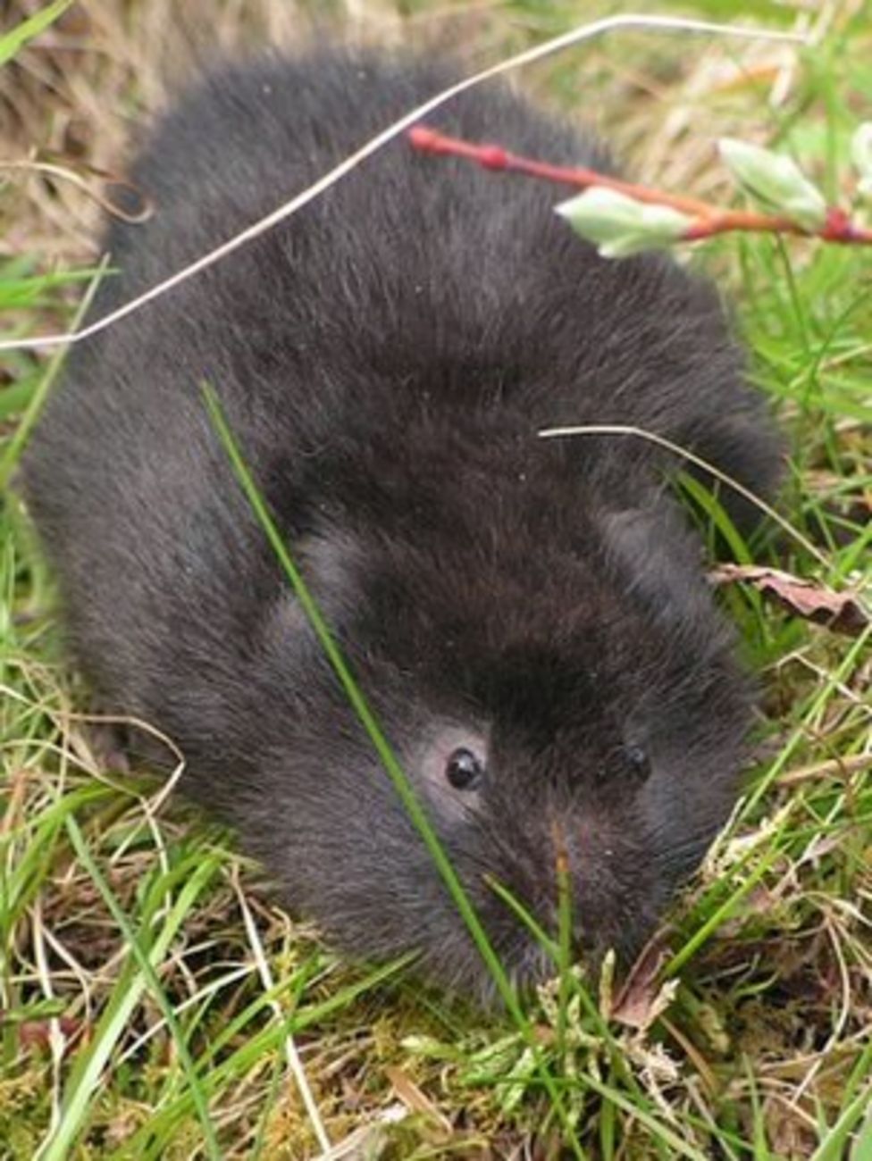 Water voles wander across 'fragmented' Scottish habitat - BBC News
