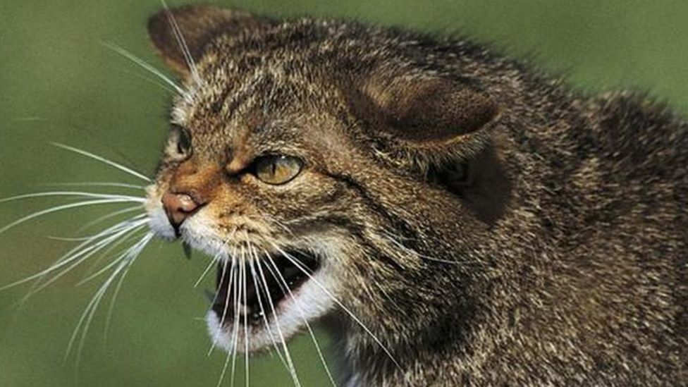 Scottish wildcat 'safe haven' expanding into Morvern - BBC News