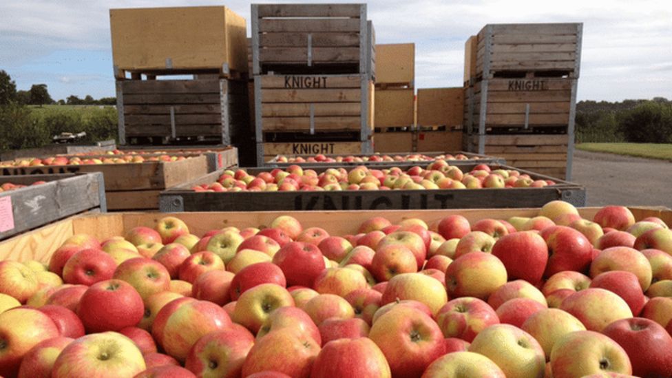 Crunch time for British apple farmers - BBC News