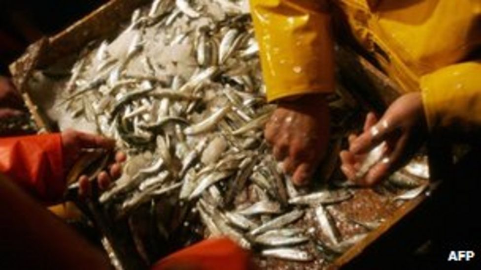 Call to freeze fishing in Europe to replenish stocks - BBC News
