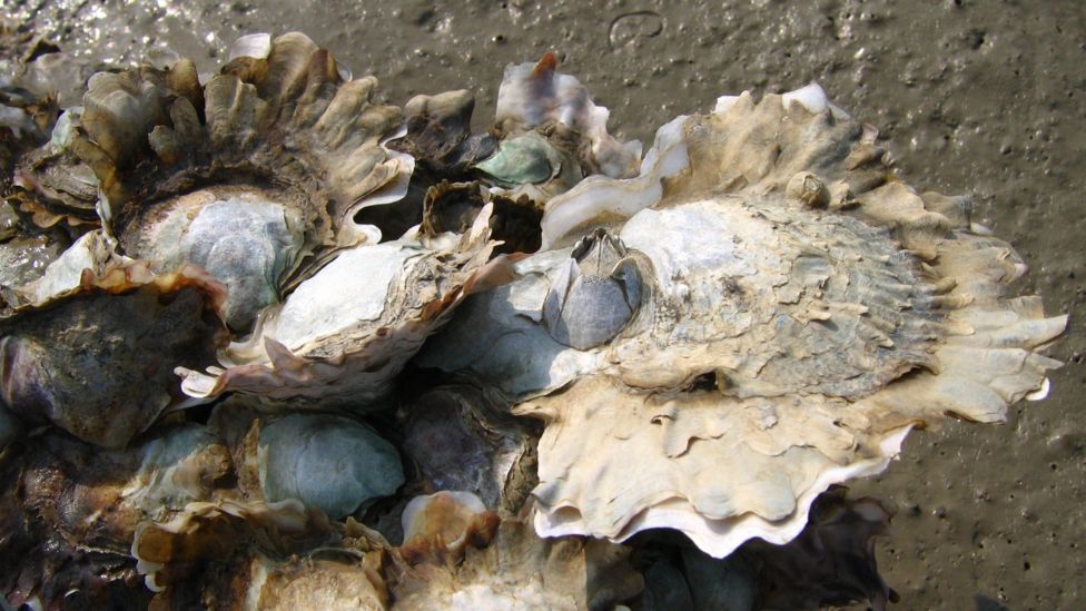 Pacific oyster expansion threatens Devon and Cornwall estuaries - BBC News