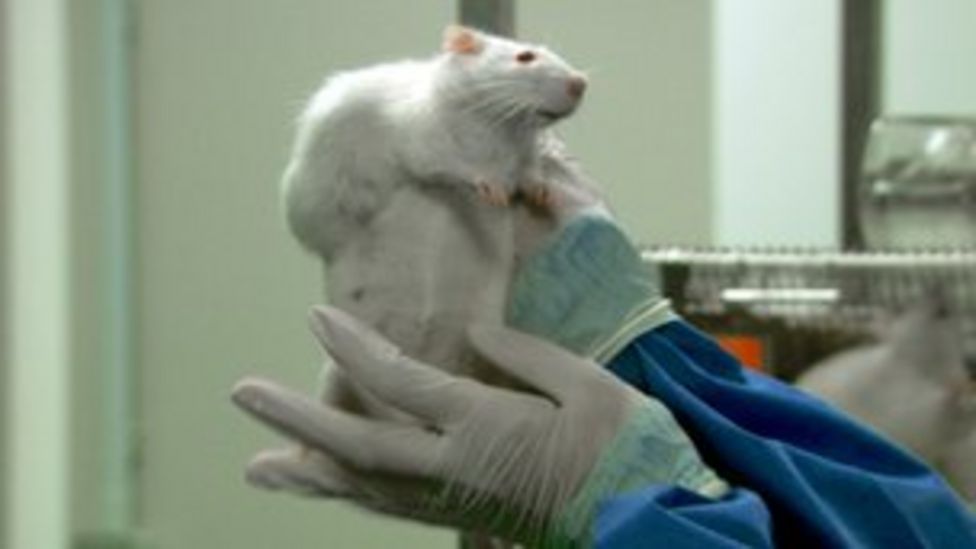 French GM-fed rat study triggers furore - BBC News