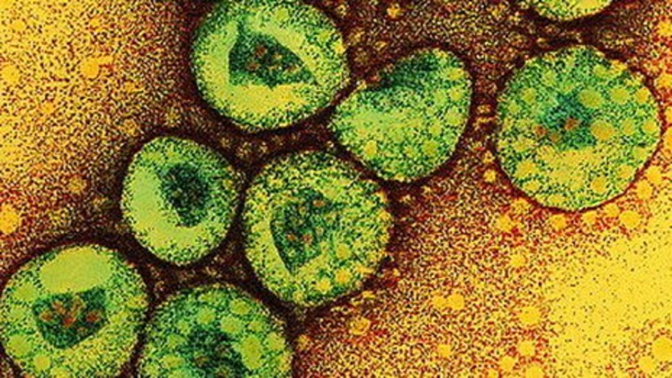 New coronavirus: May be 'bat bug' - BBC News