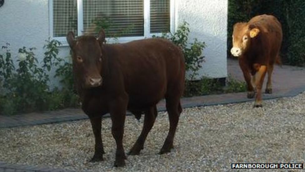 Escaped bull caught in Farnborough car park - BBC News