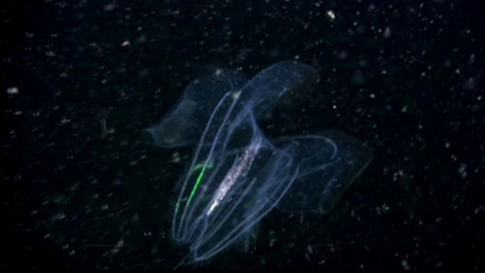 Citizen science study to map the oceans' plankton - BBC News