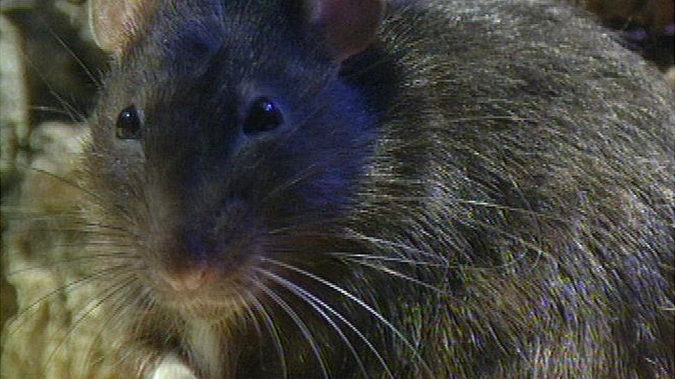 Manx Shearwater hopes after Isle of Man rat cull - BBC News