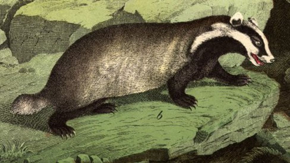 Badgers should be caught before being shot, says British Veterinary ...