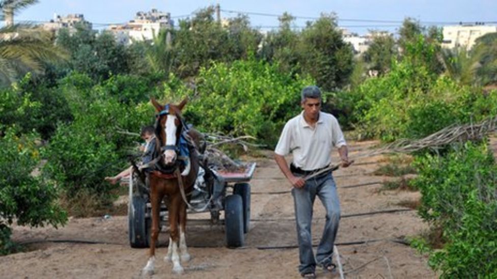 Gaza's precious space and the cost of real estate - BBC News