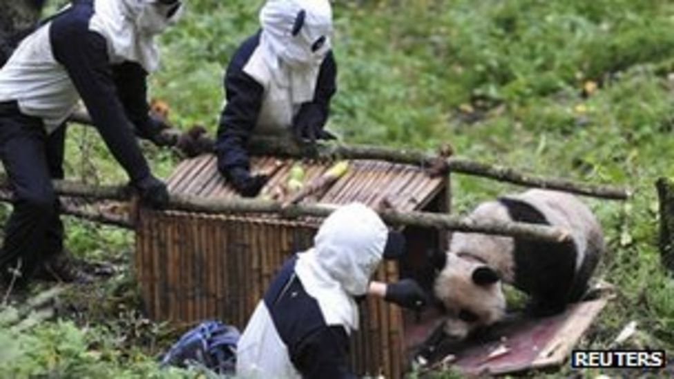 China releases 'survival trained' second panda into the wild - BBC News