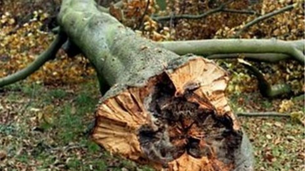 Great Storm 1987: The day 18 people were killed - BBC News