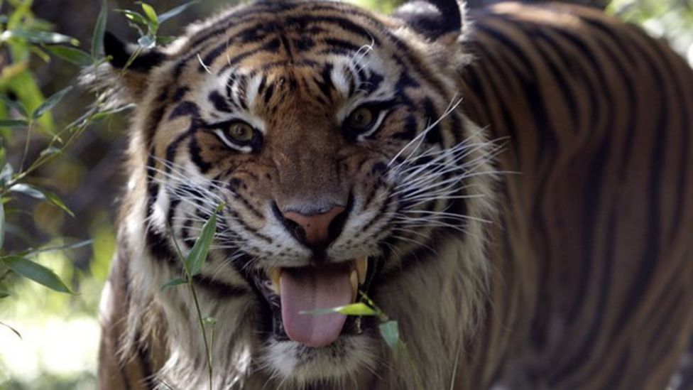 London Zoo Sumatran tiger Melati killed in fight - BBC News