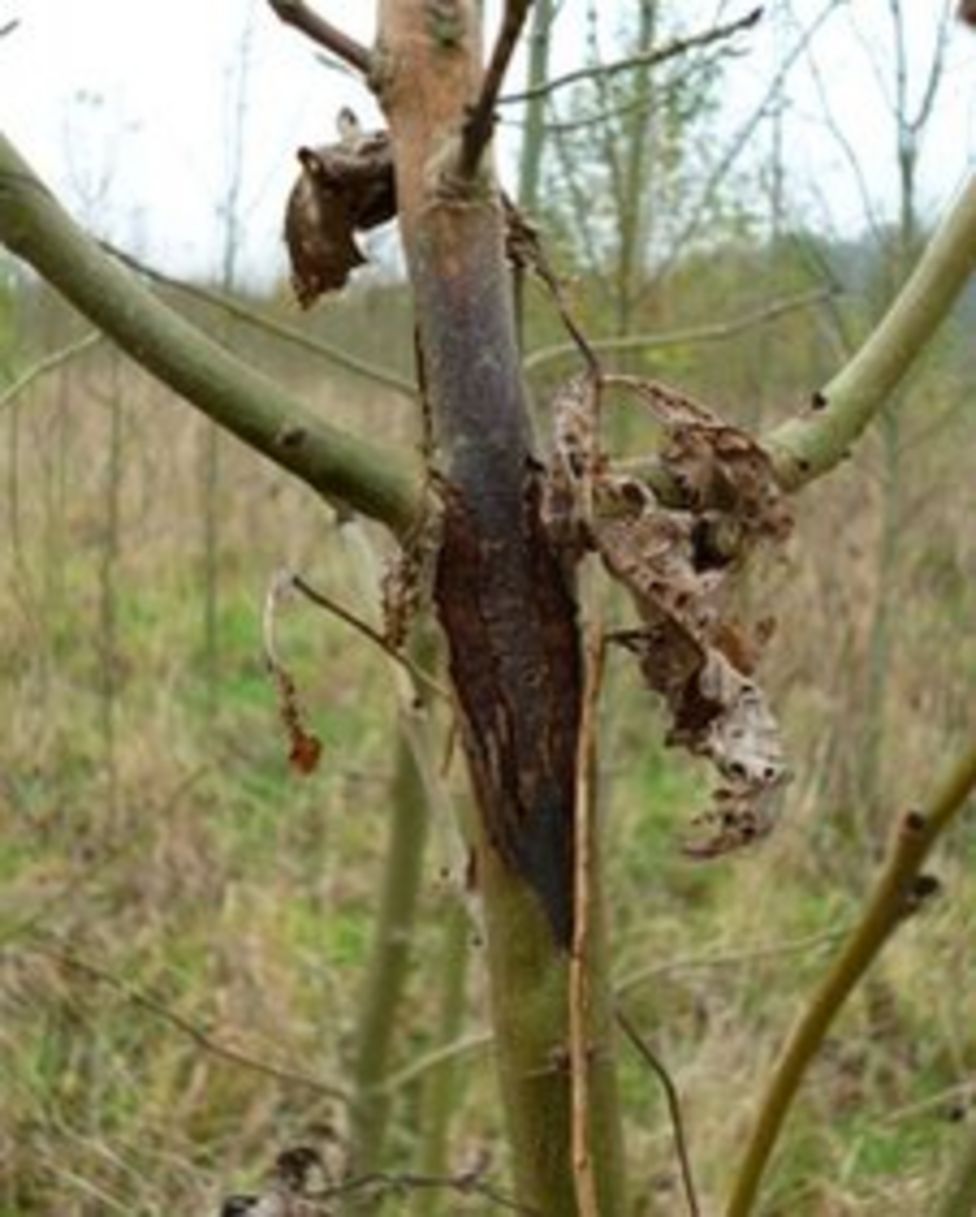 Ash dieback disease fears at Suffolk nature reserve - BBC News