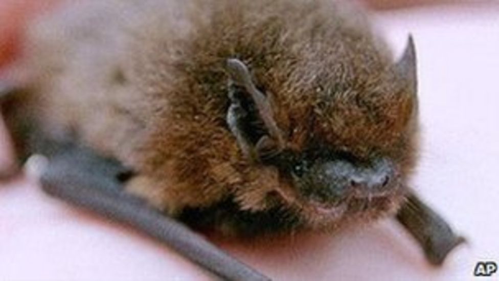 Bats 'become feature of properties' in Cornwall - BBC News