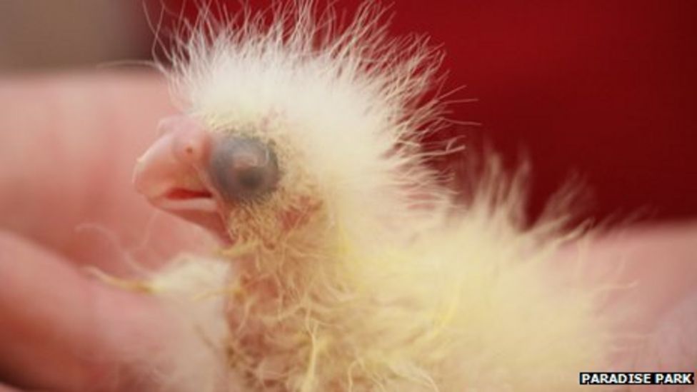 Paradise Park cockatoos have first chick - BBC News