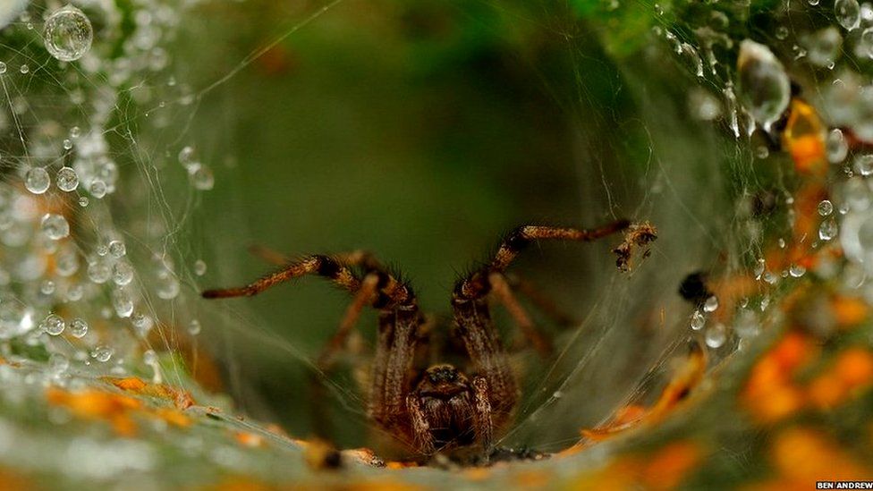 Pictures: Getting close up with Britain's spiders - BBC Newsround