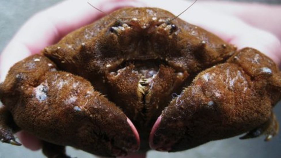 Rare Columbus crabs from Bermuda wash up in Cornwall - BBC News