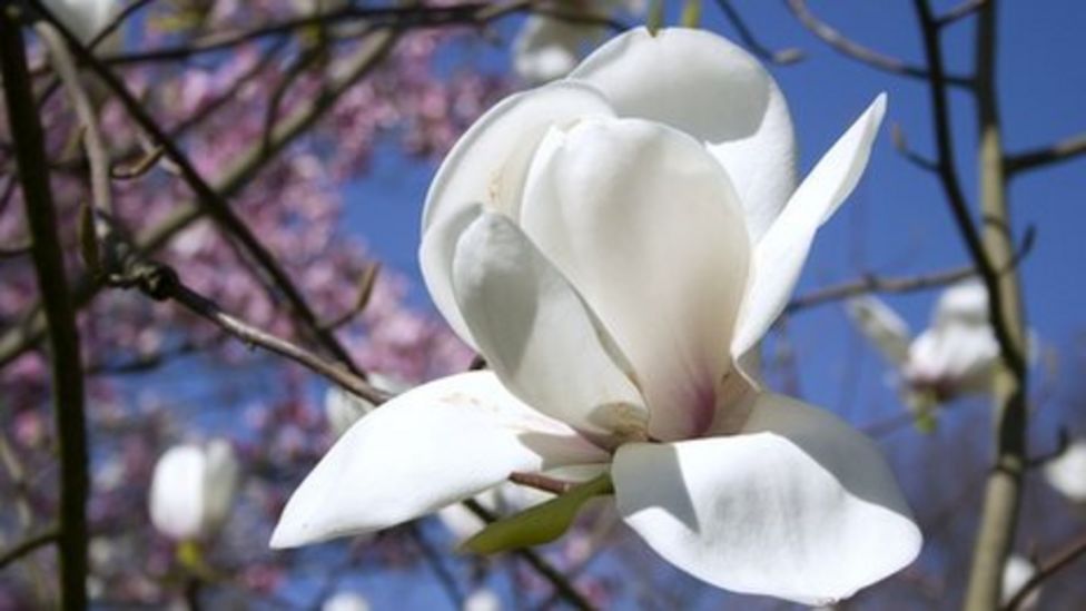 Havant Borough Tree Wardens to plant thousands of trees - BBC News