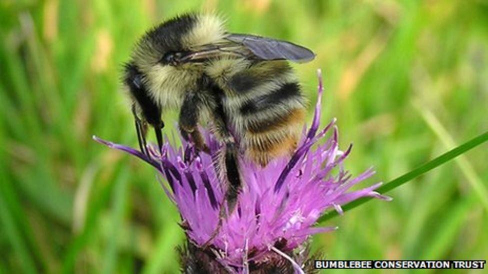 Rare bumblebee spotted in south-east London - BBC News