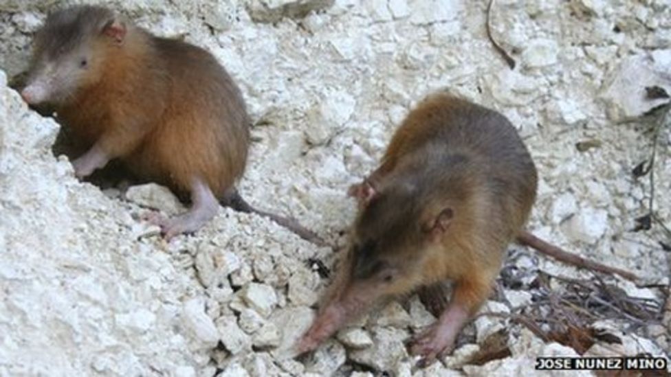 Durrell monkey on new BBC Attenborough show - BBC News