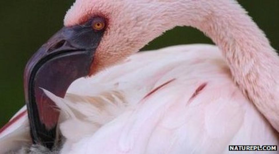Up to a million flamingos nest at Lake Natron in Africa - BBC Newsround