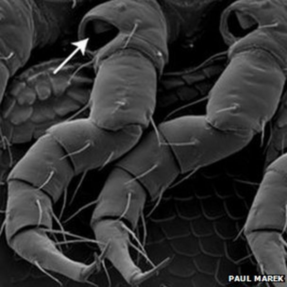 World's leggiest millipede put under microscope - BBC News