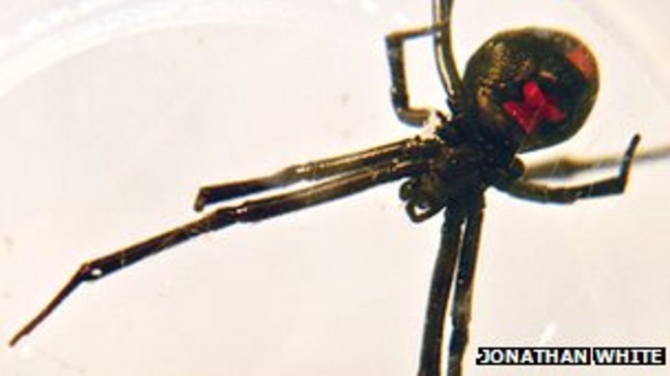 More 'black widow' spiders found at Norfolk firm - BBC News