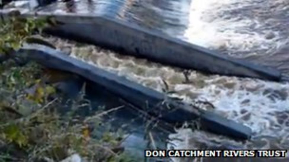 River Don fish reach former spawning grounds - BBC News