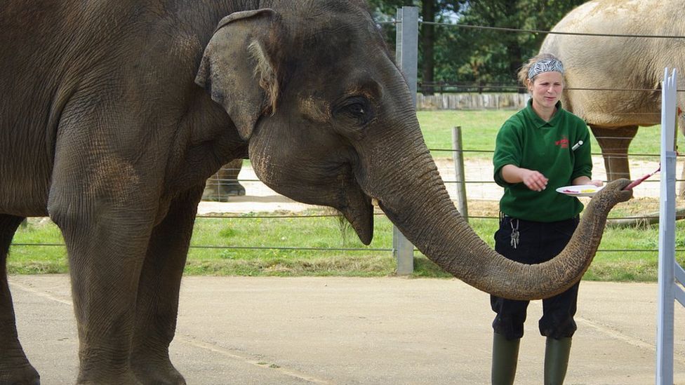 Whipsnade Zoo elephants help dementia patient's 'dream come true' - BBC ...
