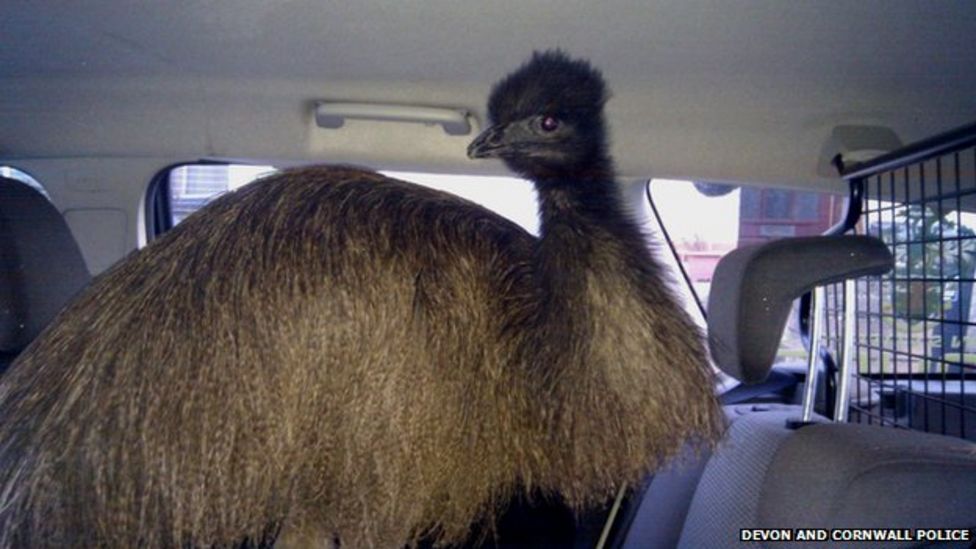 Escaped emu caught by police in Devon - BBC Newsround