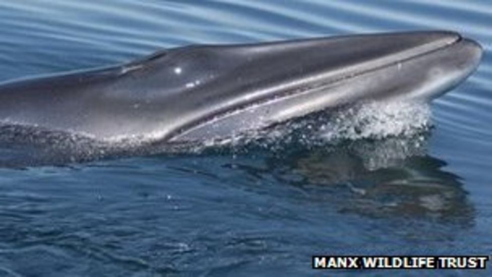 Minke whale and bottlenose dolphin sighting - BBC News