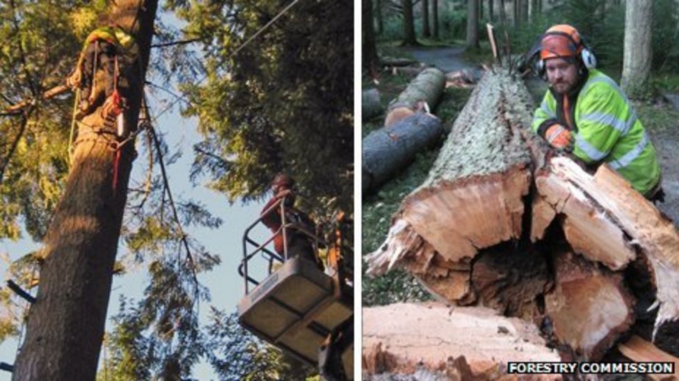 Coed y Brenin forest 'king' tree felled after rot found - BBC News