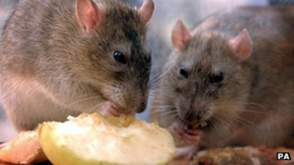 Rats and other vermin found at Kent hospitals, survey finds - BBC News