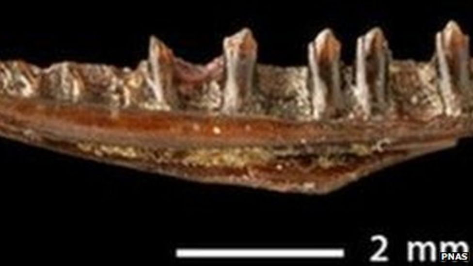 Extinct lizard named after President Obama - BBC Newsround