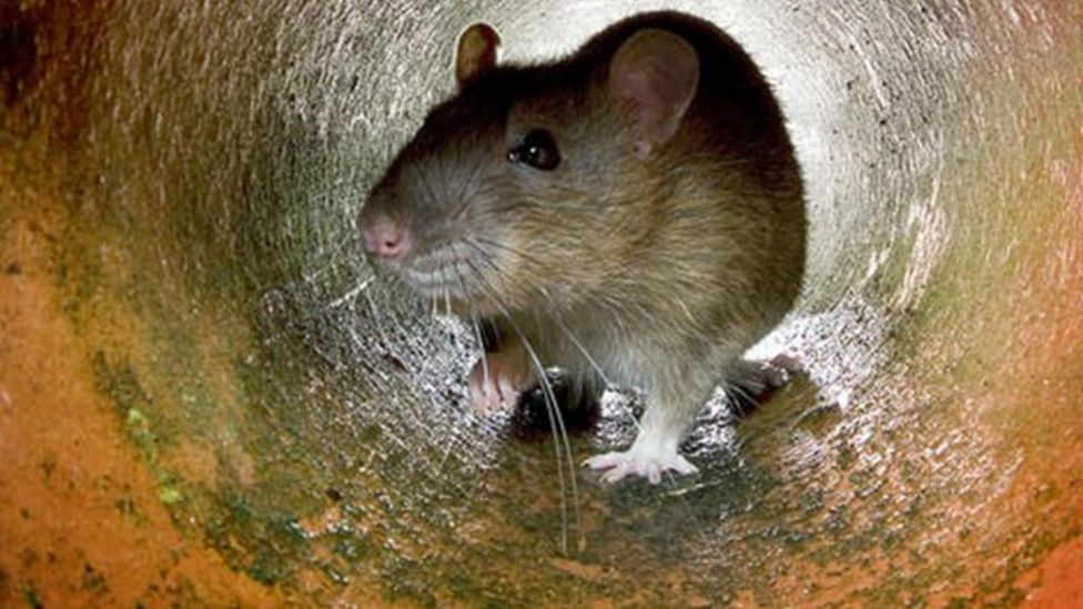 Giant rat: Swedes agog at 'Ratzilla' in Stockholm - BBC News