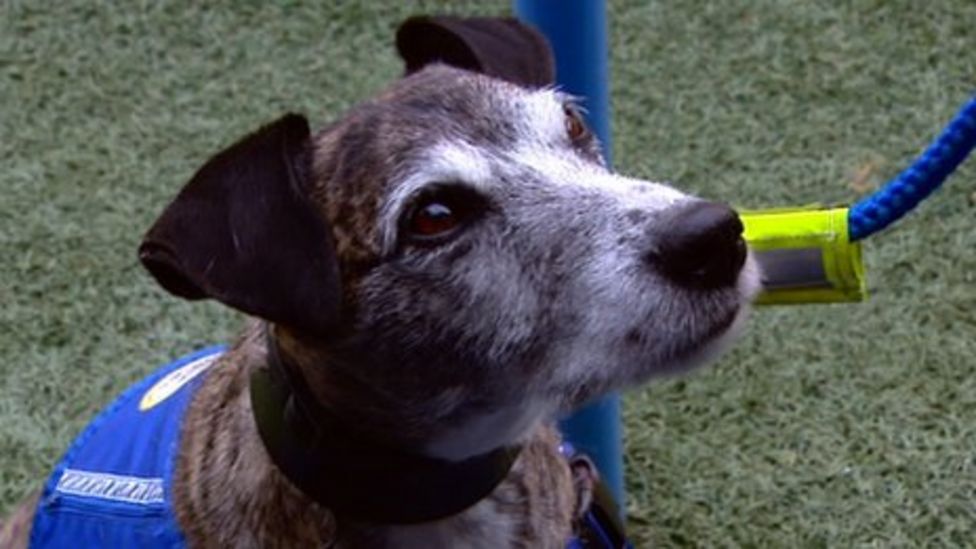 Dog calls Thames Valley Police after dialling 999 and 'breathing ...