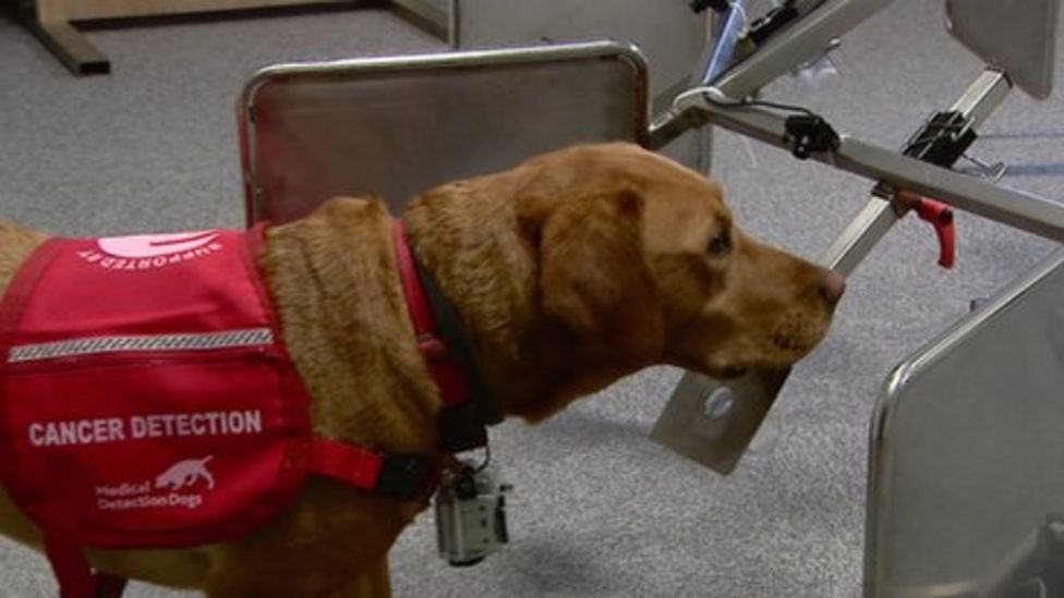 In dogs we trust - BBC News