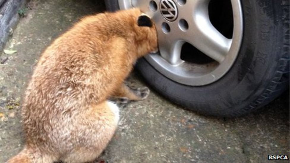 Firefighters and RSPCA rescue fox trapped in car wheel in Grays - BBC News