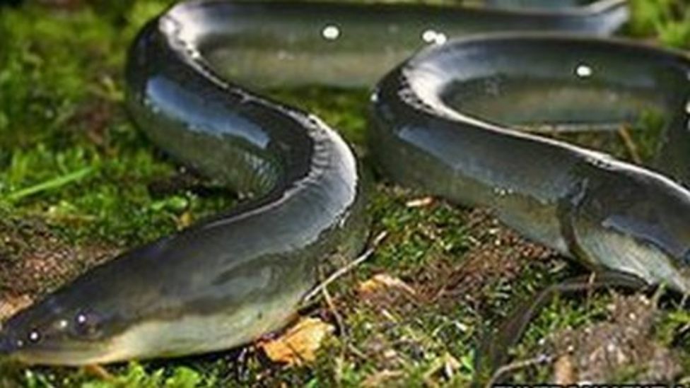 Elver migration in Somerset and Gloucestershire aided by fishermen ...