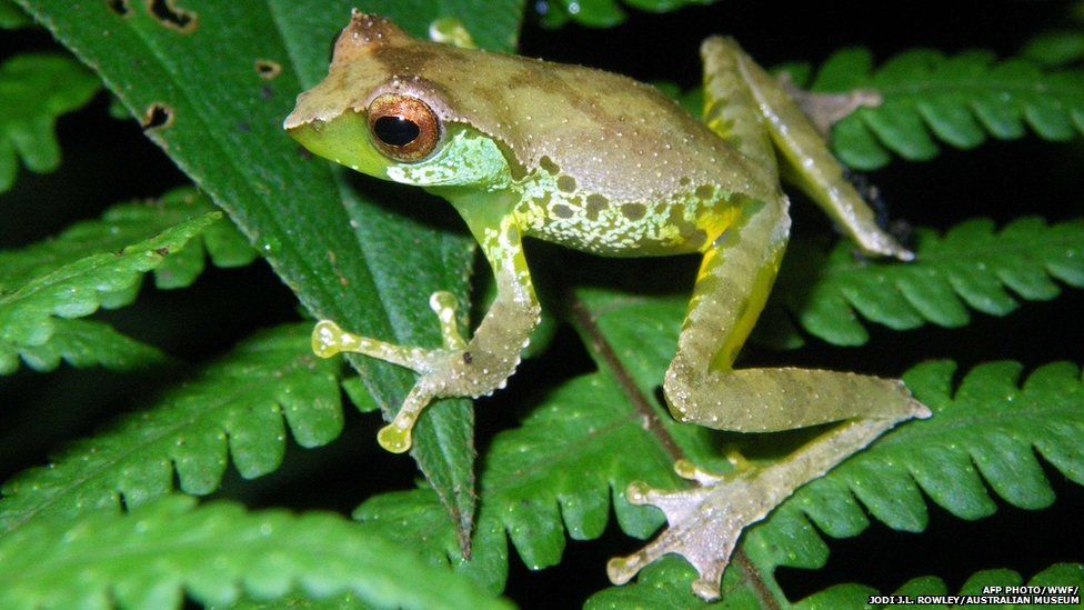 Devil bat, singing frog and more amazing new species - BBC Newsround